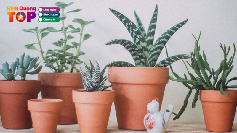Top 5+ địa chỉ bán chậu đất nung Bình Dương mẫu mã đẹp